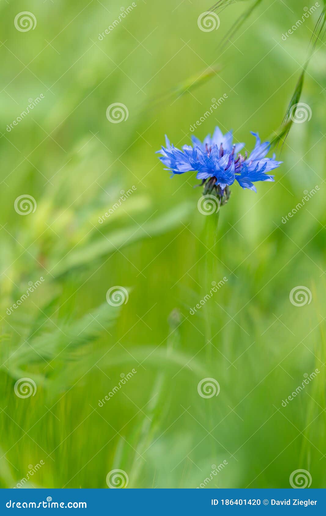 Cornflower in a Green Field of Grain Stock Photo - Image of natural ...