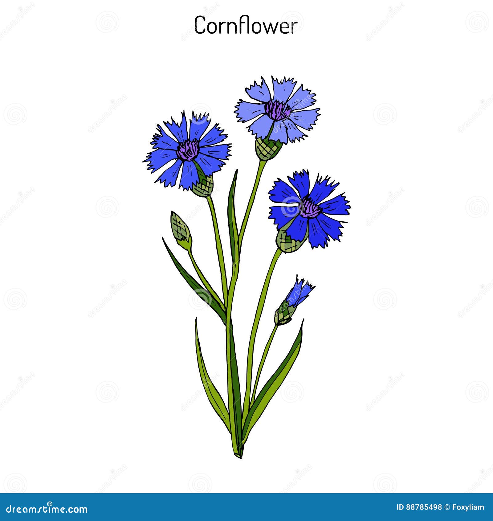 Centaurea Cyanus Aka Cornflower Or Bachelor Button Sketch. Cartoon ...