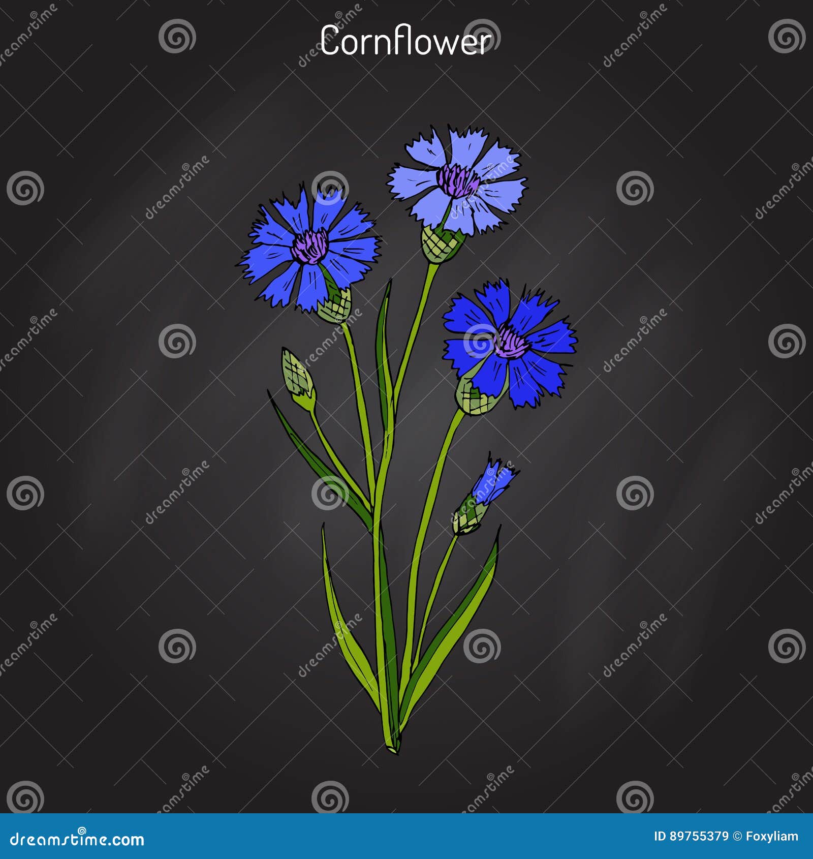 Cornflower Centaurea Cyanus , Medicinal And Honey Plant Cartoon Vector ...