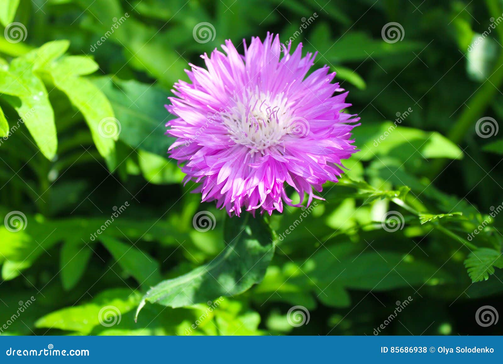 Cornflower Centaurea Dealbata in Garden Stock Photo - Image of botany ...