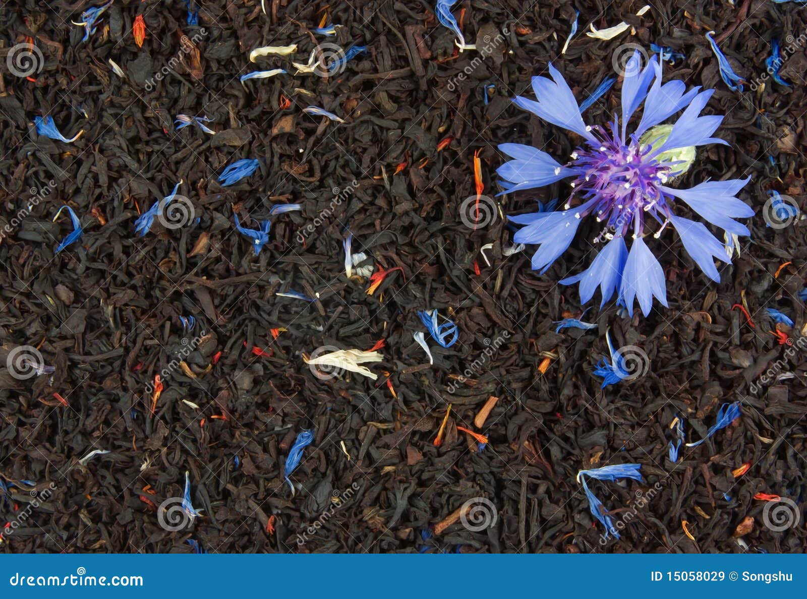Cornflower on the Dry Tea Leaves Background Stock Image - Image of ...