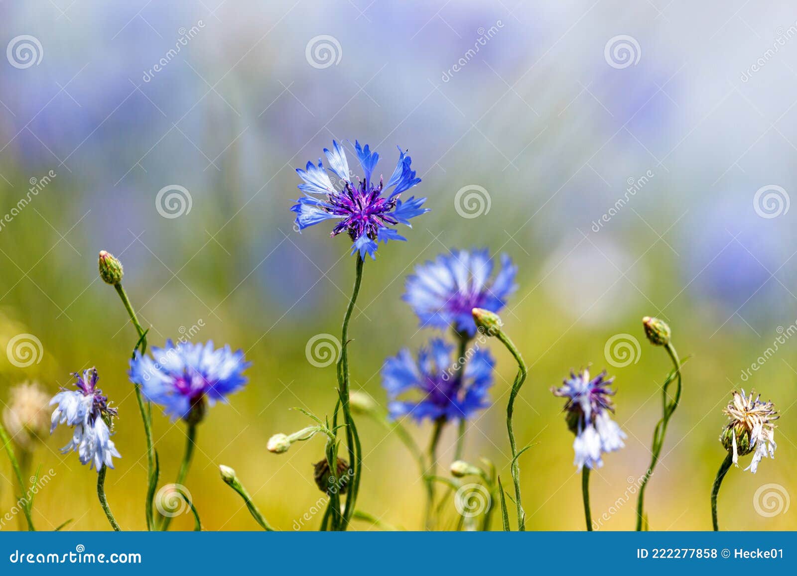 Cornflower in a field stock photo. Image of color, plant - 222277858