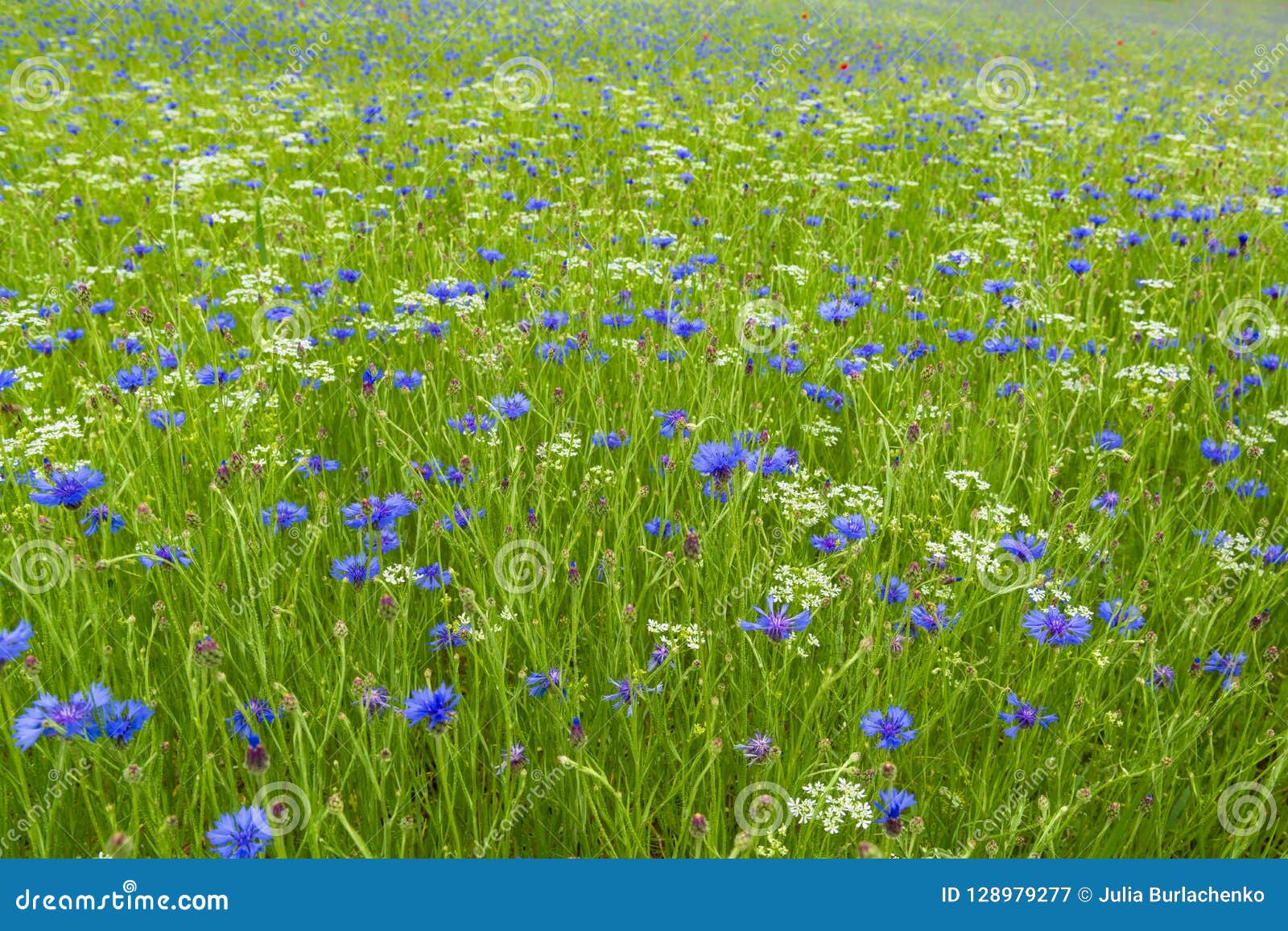 Cornflower Field Background Stock Image - Image of bluebottle, field ...