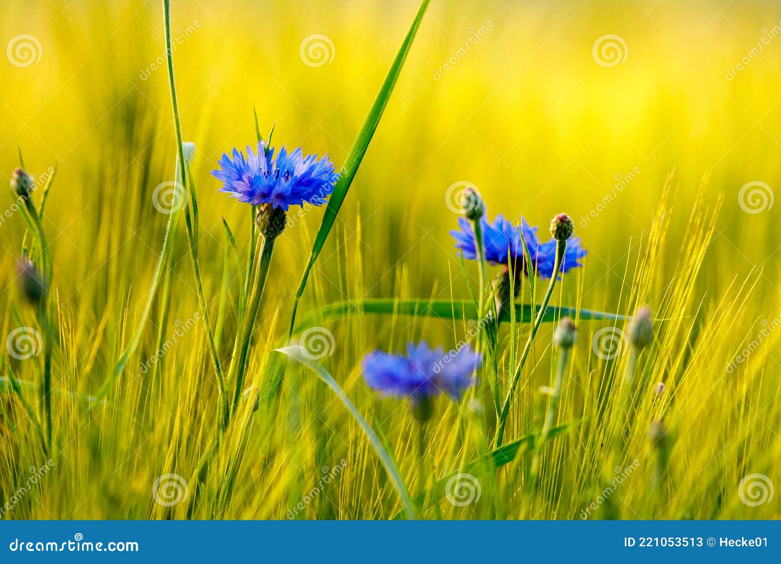 Cornflower in a field stock image. Image of nature, cornflower - 221053513