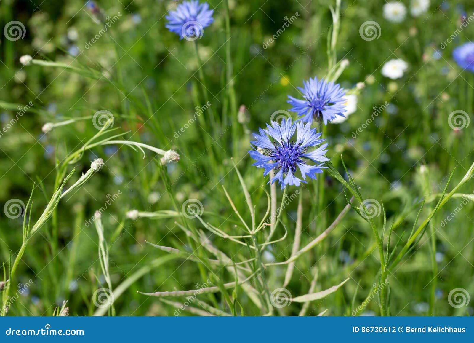 Cornflower in a field stock photo. Image of segetum, plant - 86730612