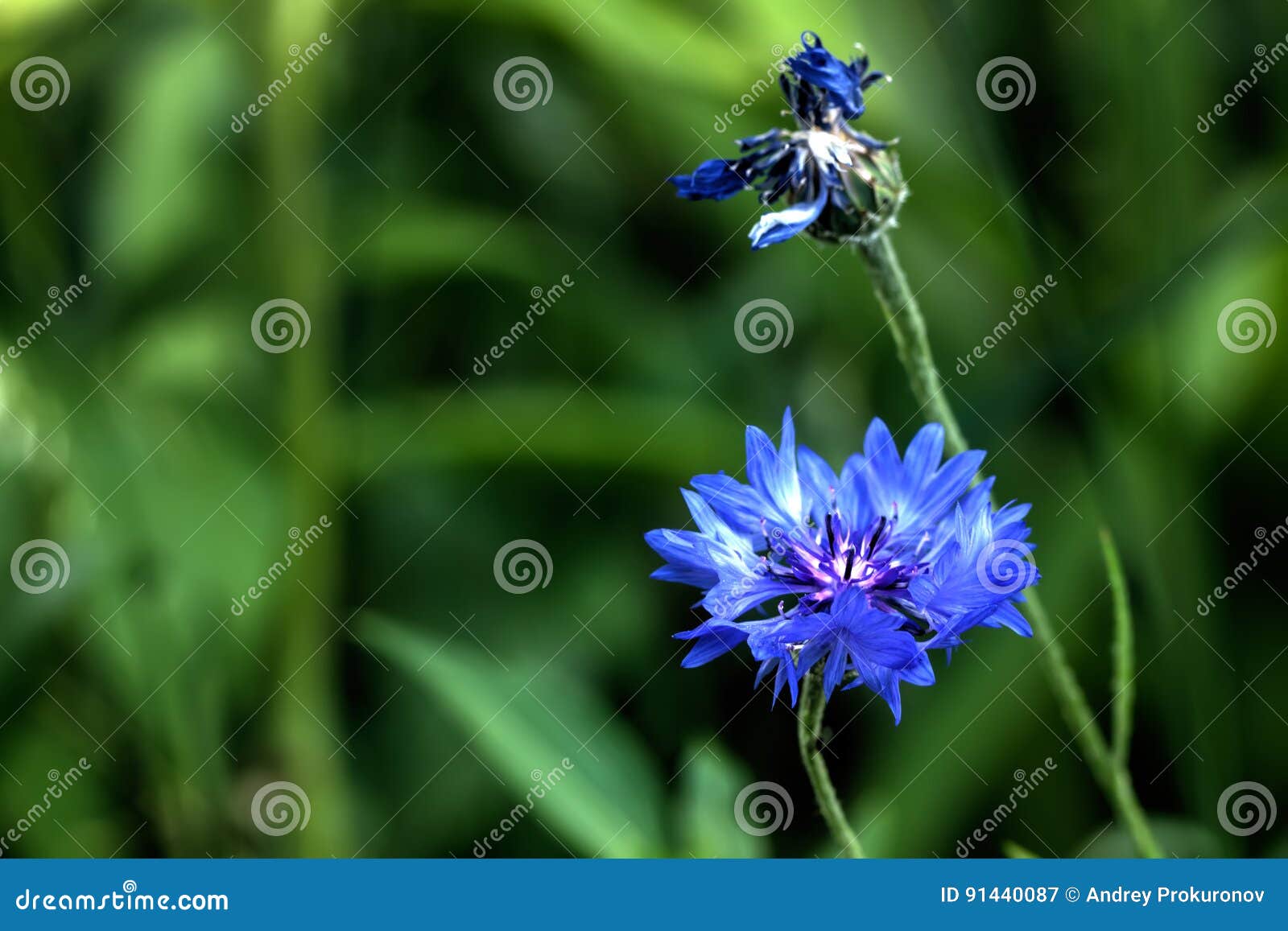 Cornflower. Field flower. stock image. Image of botany - 91440087