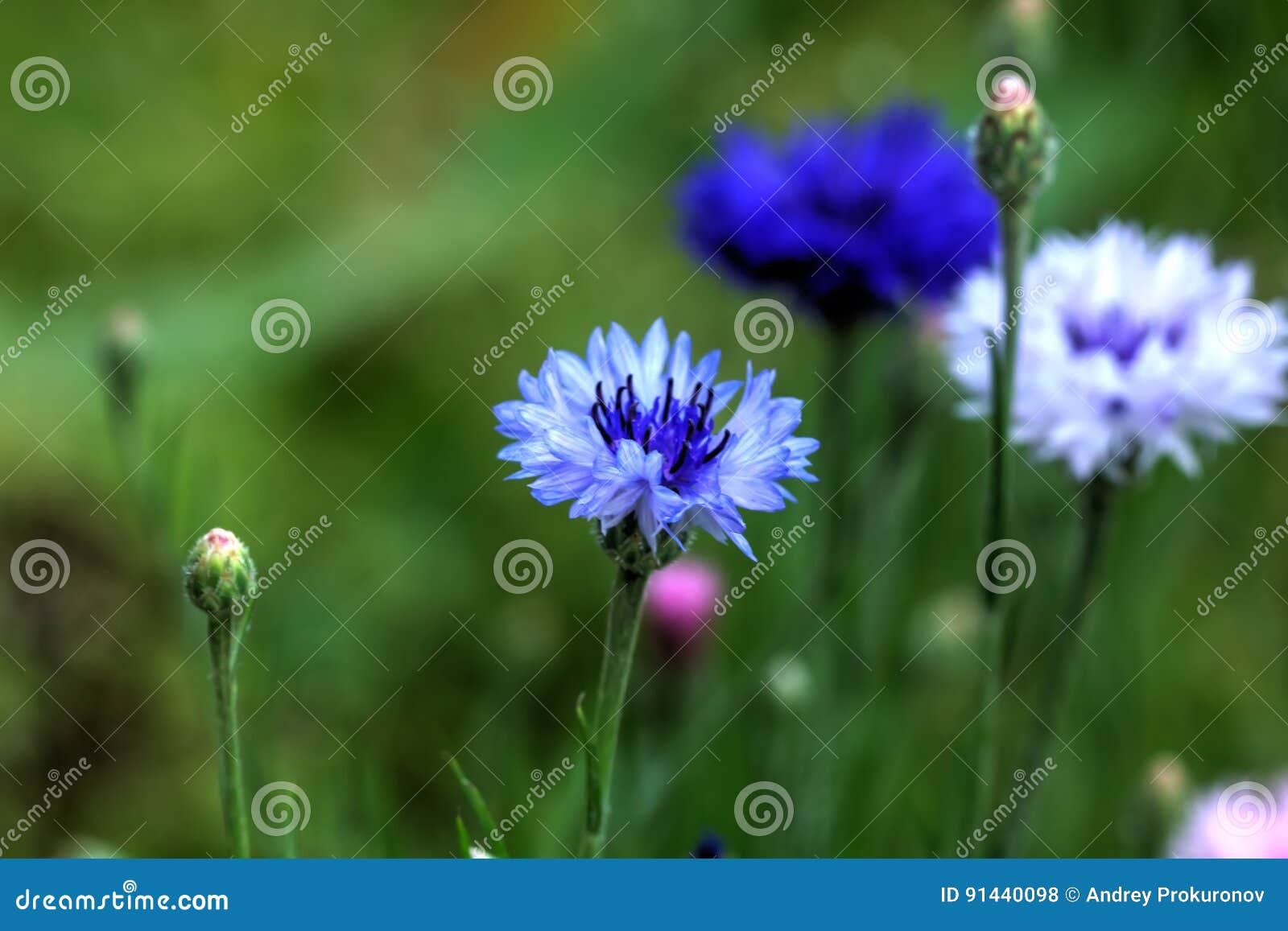 Cornflower. Field flower. stock photo. Image of field - 91440098
