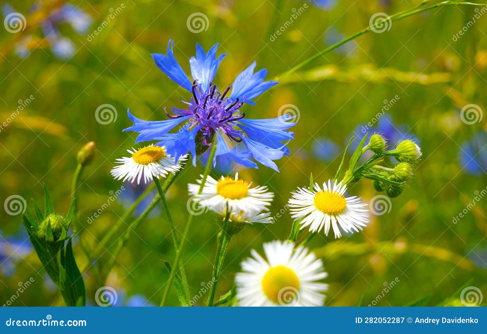 Cornflower in the field stock image. Image of field - 282052287