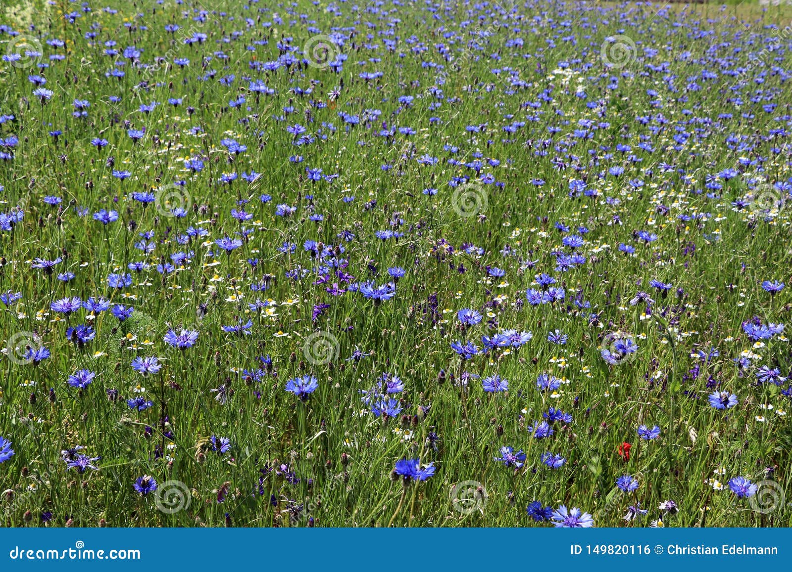 Cornflower Field - Heilbronn Germany Stock Photo - Image of natural ...