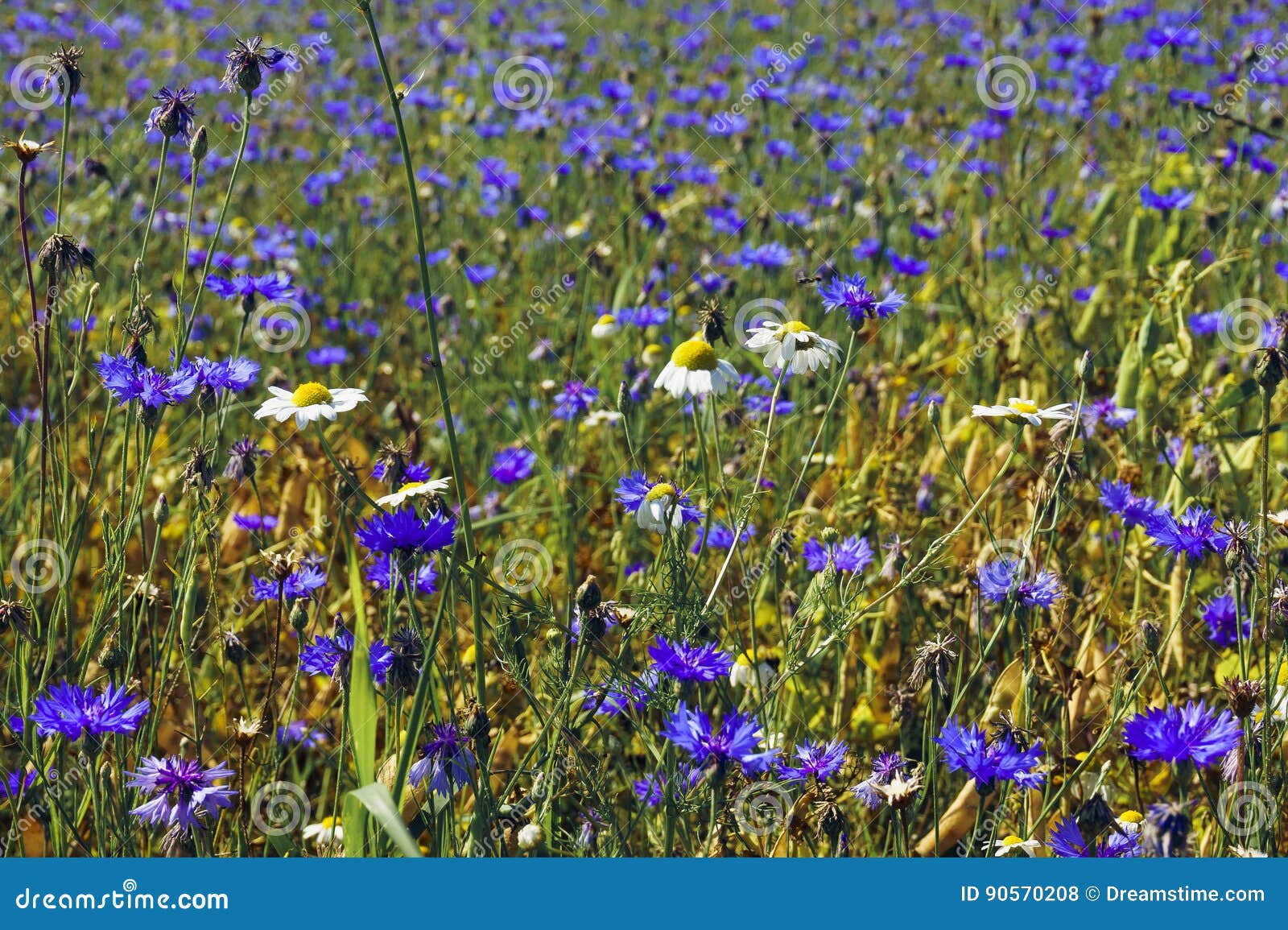 Cornflower field stock photo. Image of yellow, summer - 90570208