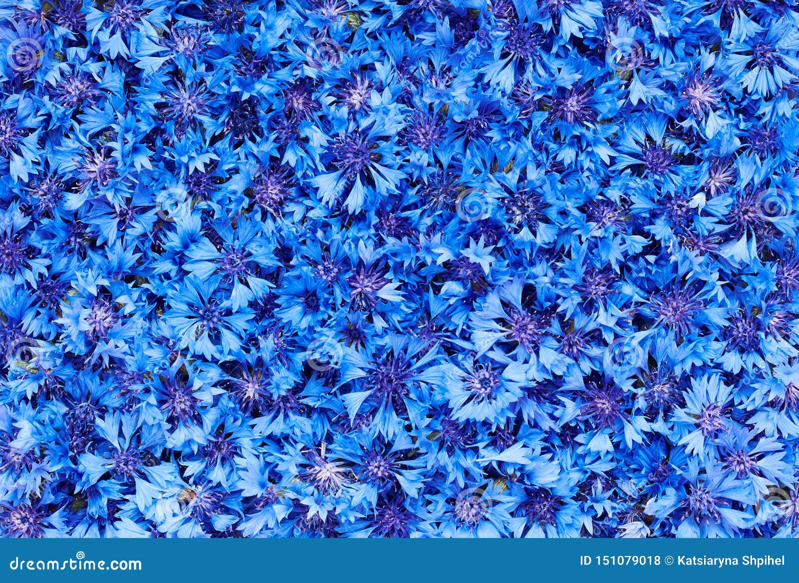 Cornflower Floral Summer Pattern Background Texture Stock Photo - Image ...