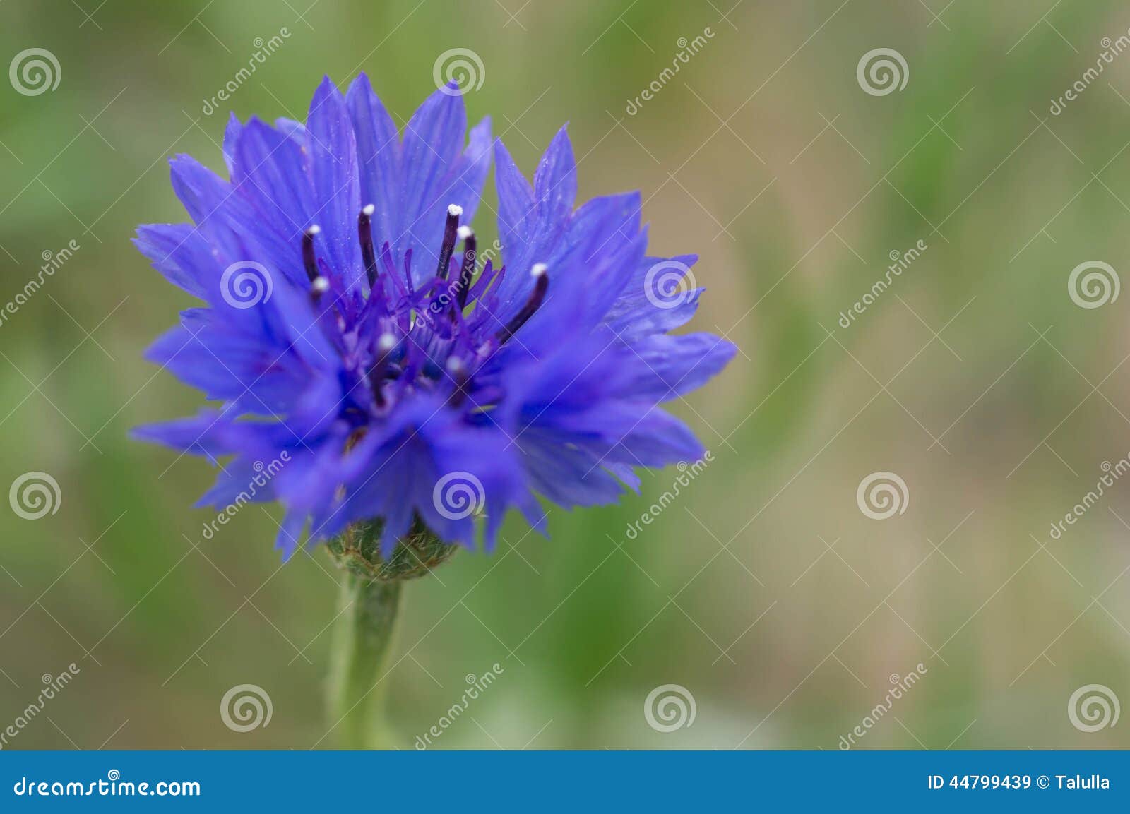 Cornflower Flower in a Summer Garden Stock Image - Image of branch ...
