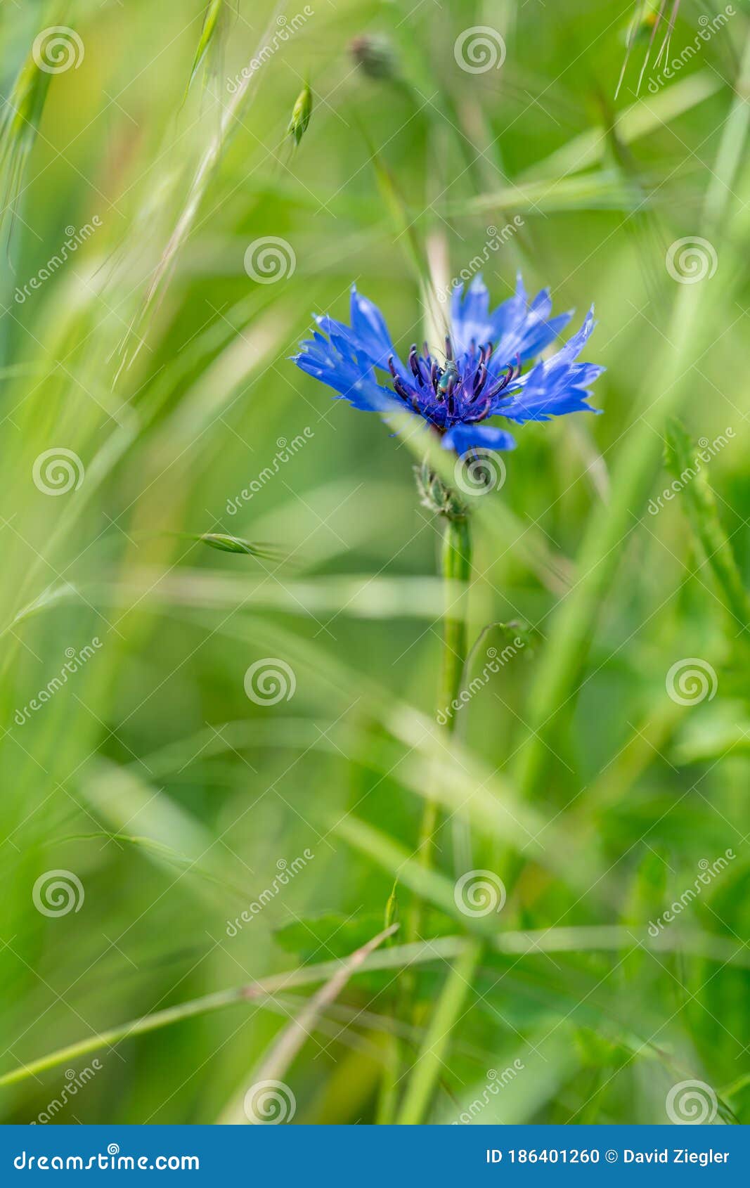 Cornflower in a Green Field of Grain Stock Photo - Image of green ...