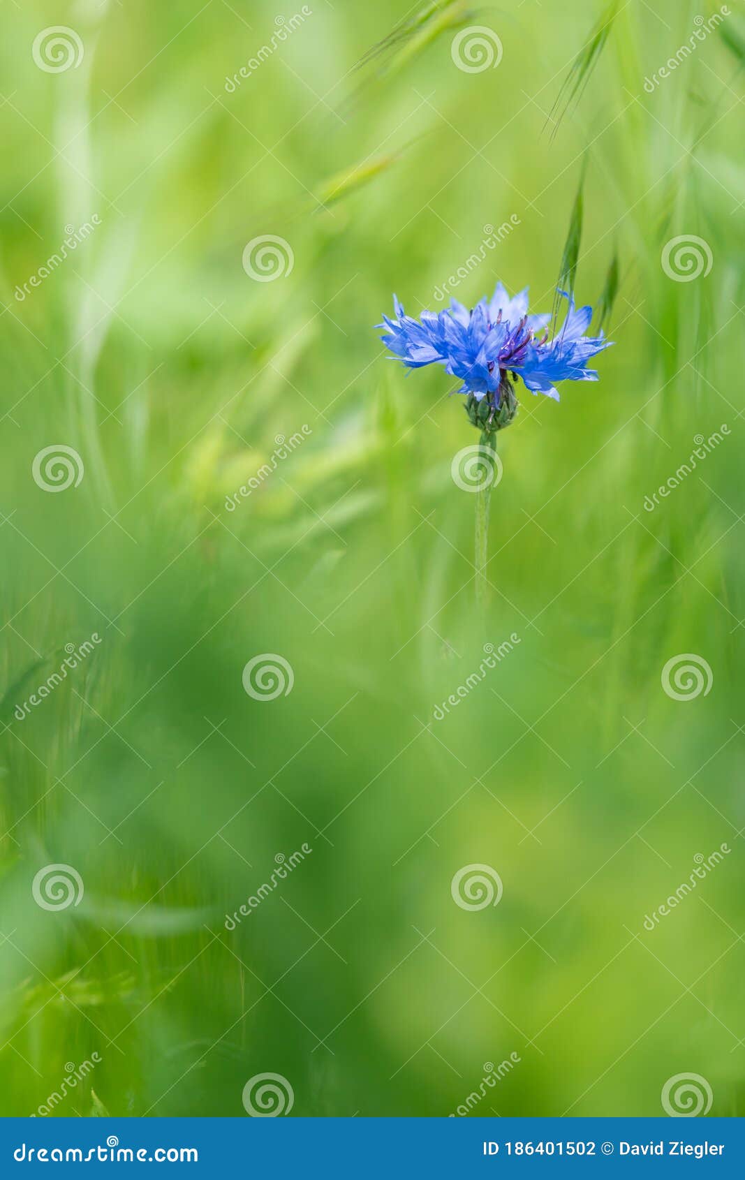 Cornflower in a Green Field of Grain Stock Photo - Image of agriculture ...