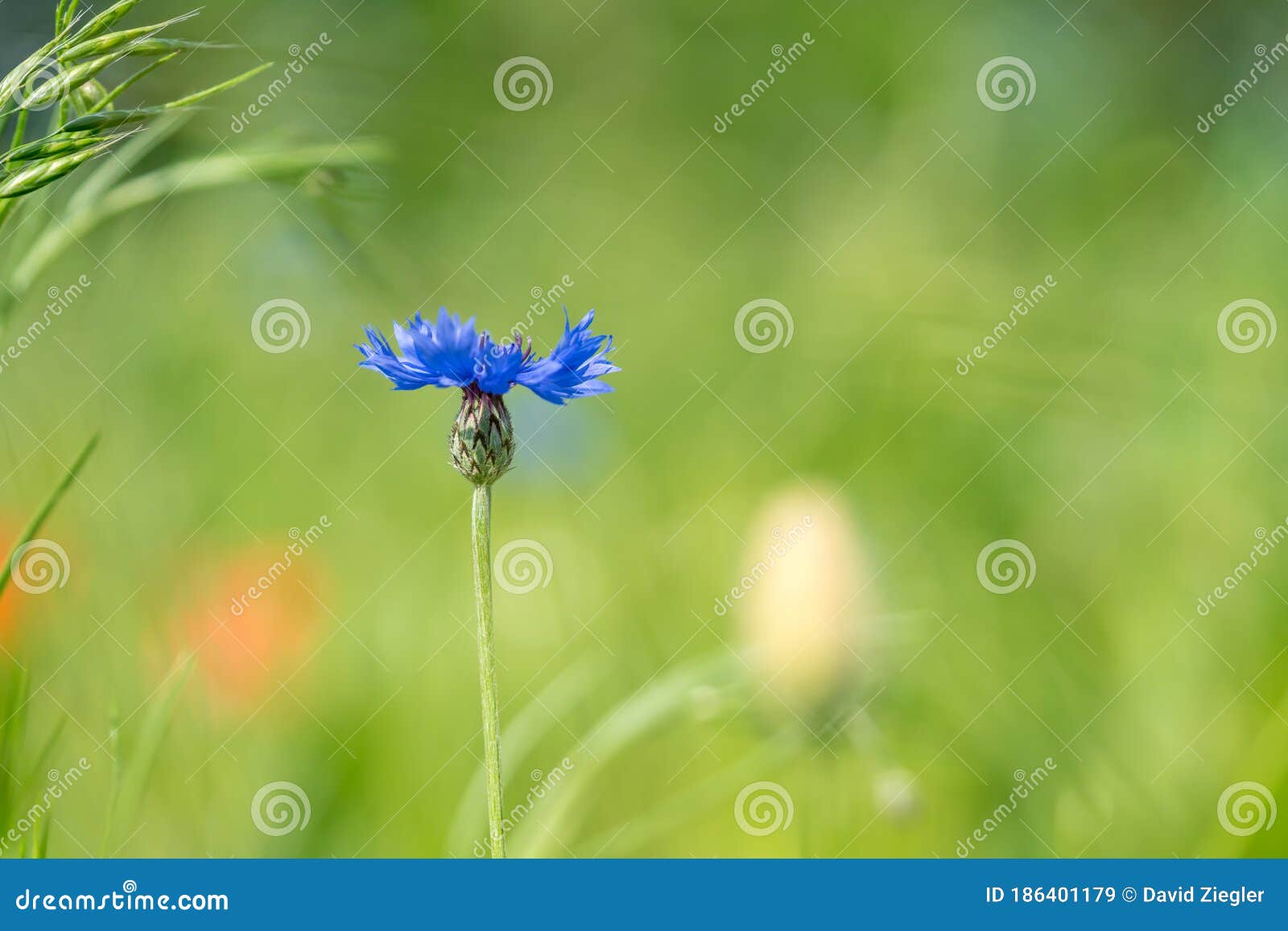 Cornflower in a Green Field of Grain Stock Image - Image of field ...
