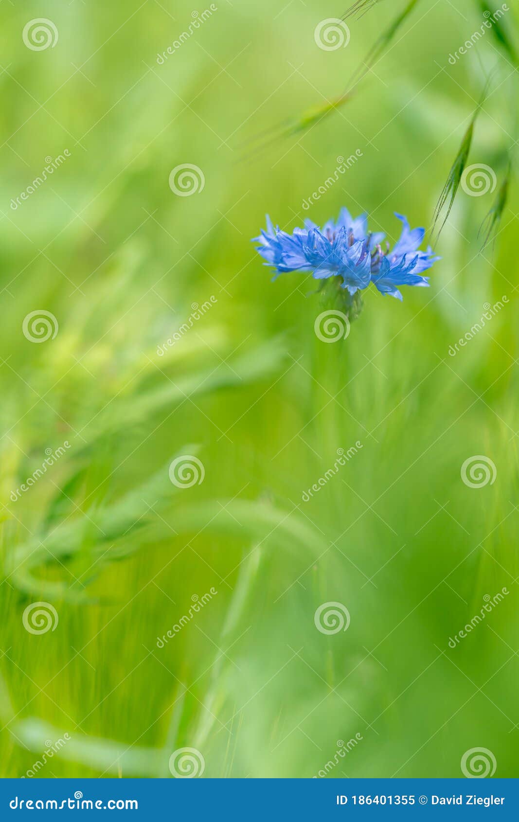 Cornflower in a Green Field of Grain Stock Image - Image of grain ...