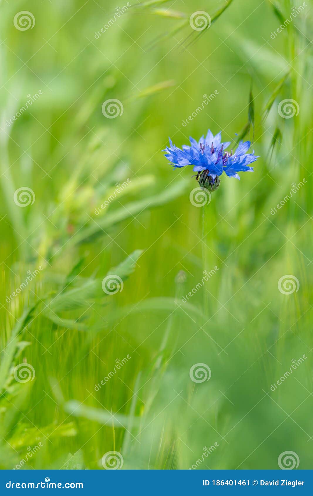 Cornflower in a Green Field of Grain Stock Image - Image of green ...