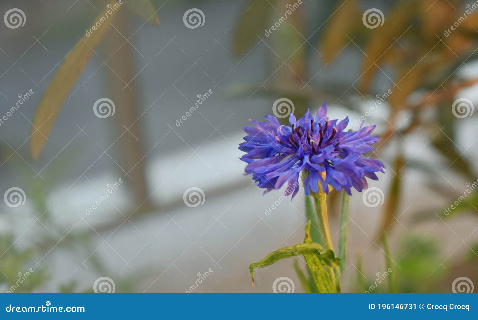 Cornflower on a Grey Blur Background Stock Image - Image of wild ...