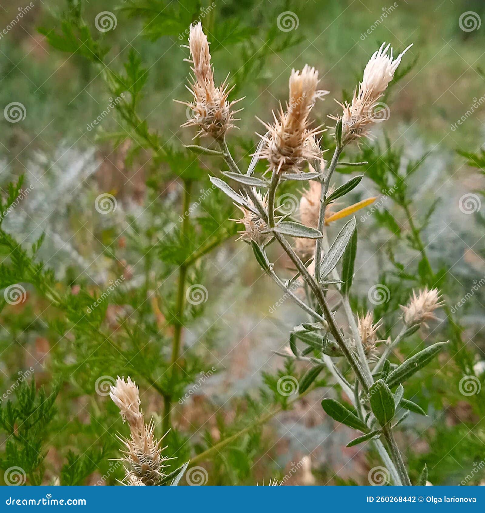 Cornflower Sprawling Plant Grows in the Grass. Stock Photo - Image of ...