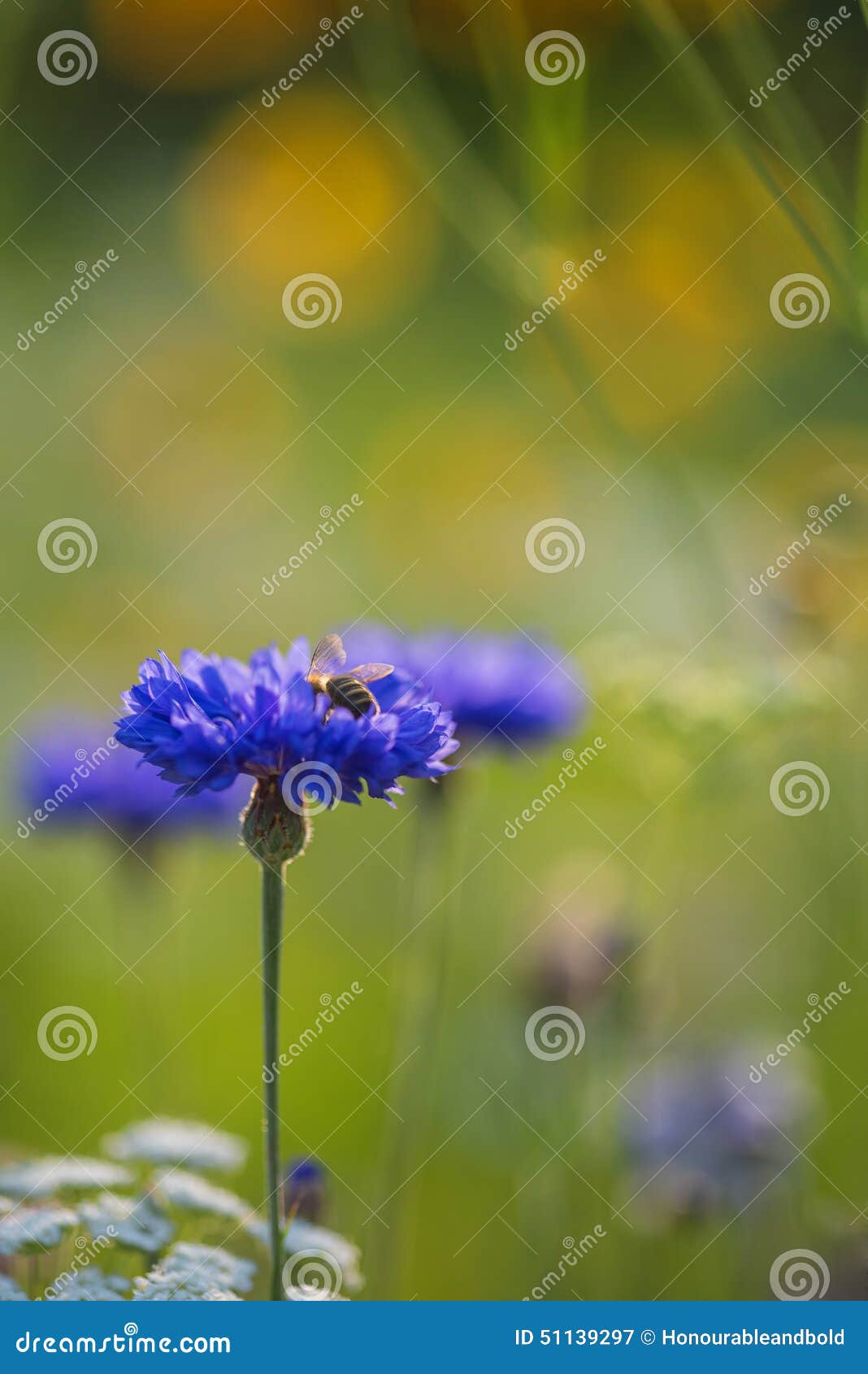 Cornflower in Summer Being Pollenated by Bumble Bee Stock Image - Image ...