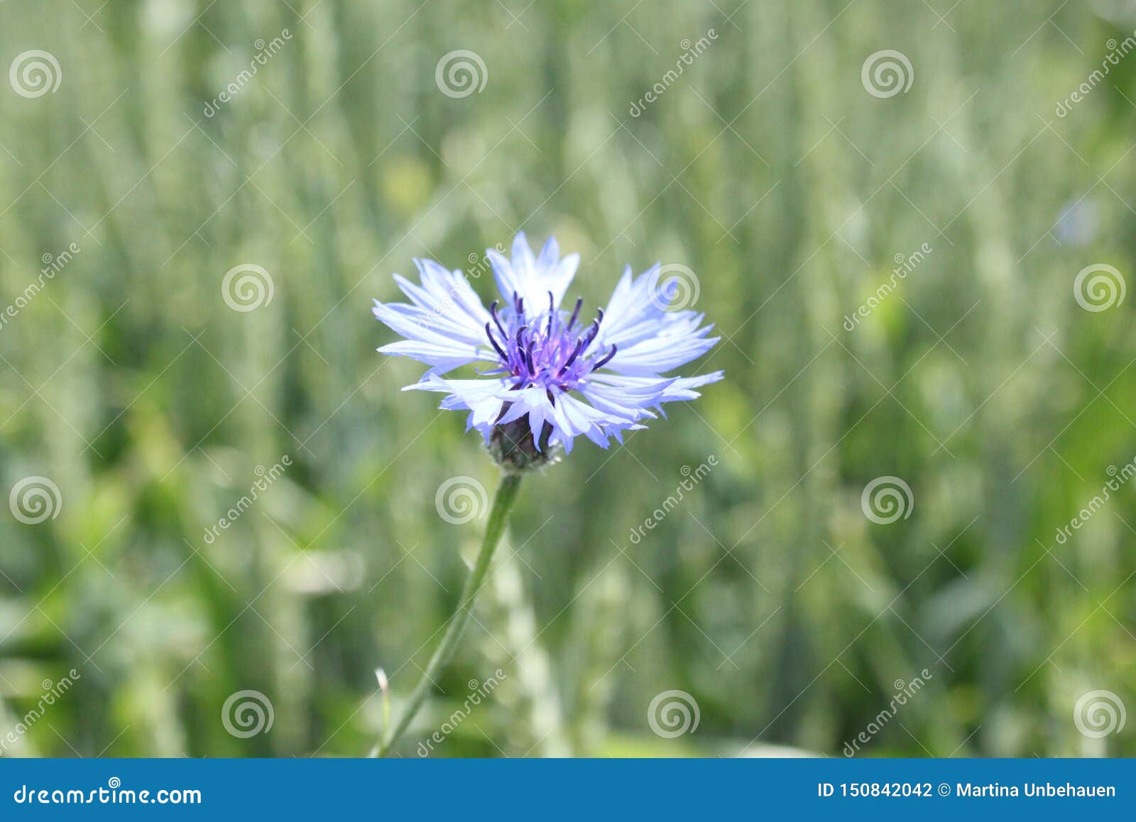 Cornflower in a Wheat Field Stock Photo - Image of cornflowers, blossom ...