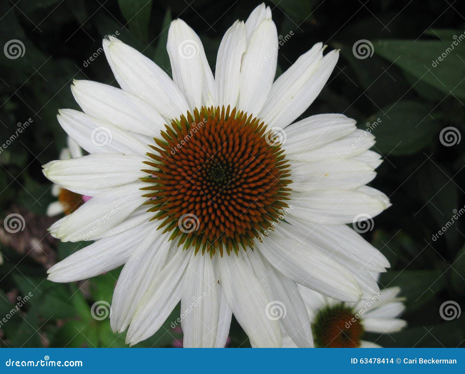 Cornflower stock photo. Image of growing, vibrant, flower - 63478414