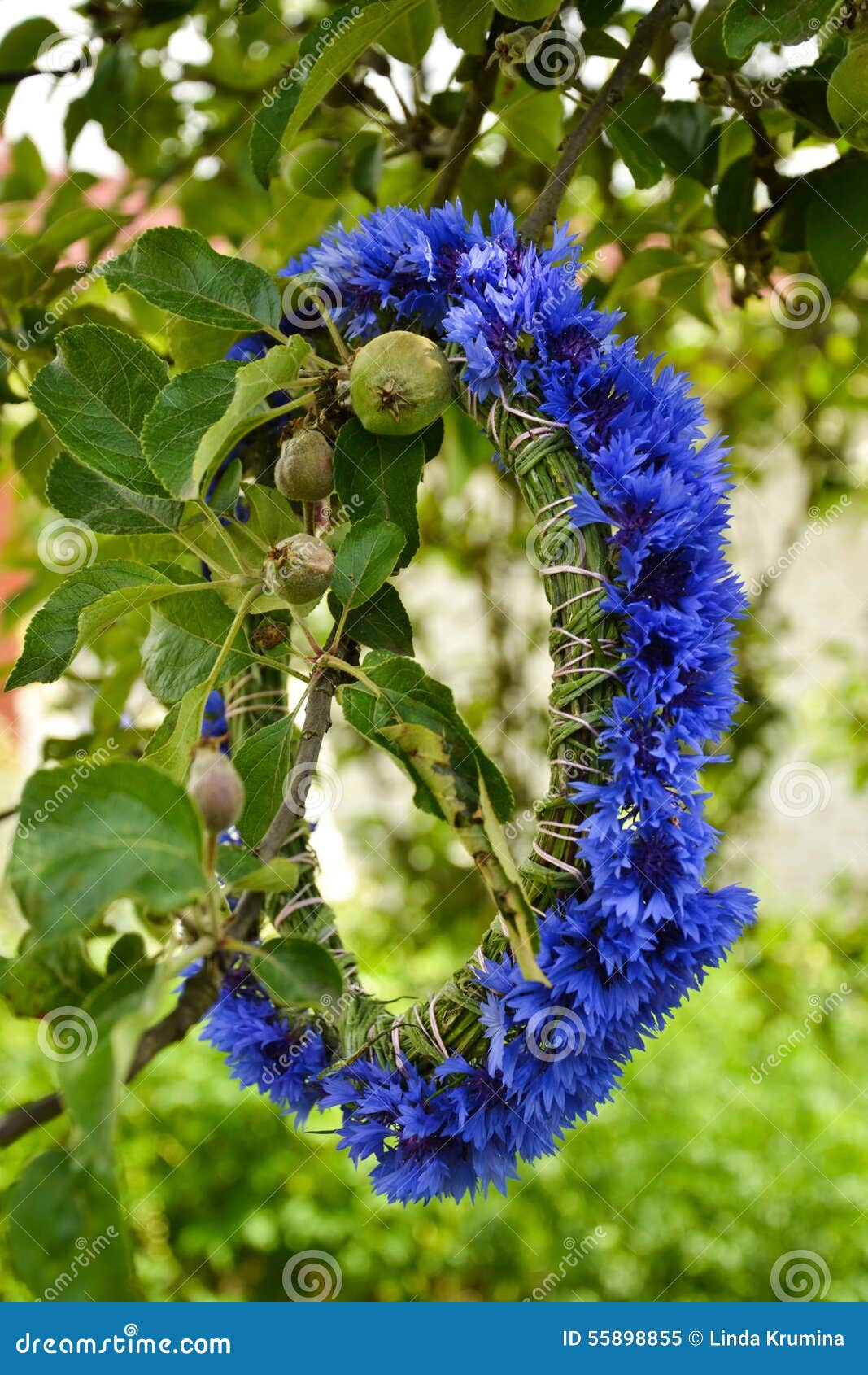 Cornflower Wreath in Apple Tree Stock Image - Image of natural, craft ...