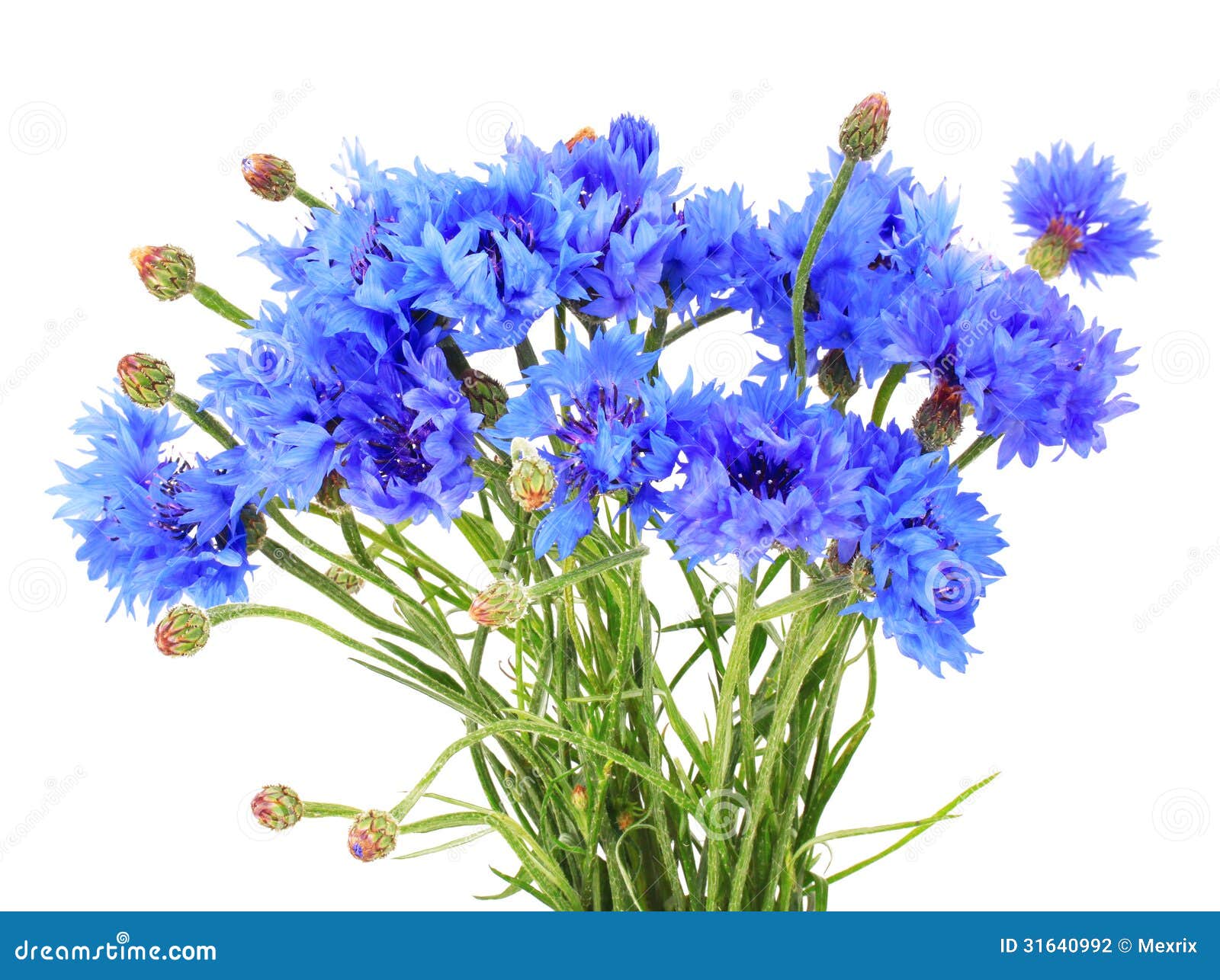 Cornflowers stock photo. Image of flower, bright, beautiful - 31640992