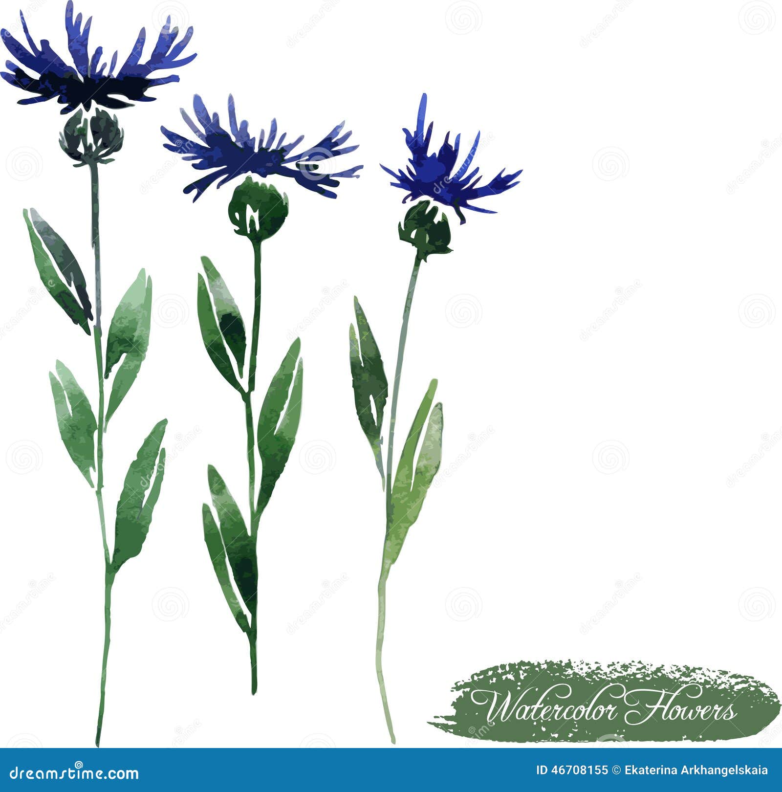 Cornflowers Drawing by Watercolor Stock Vector - Illustration of floral ...