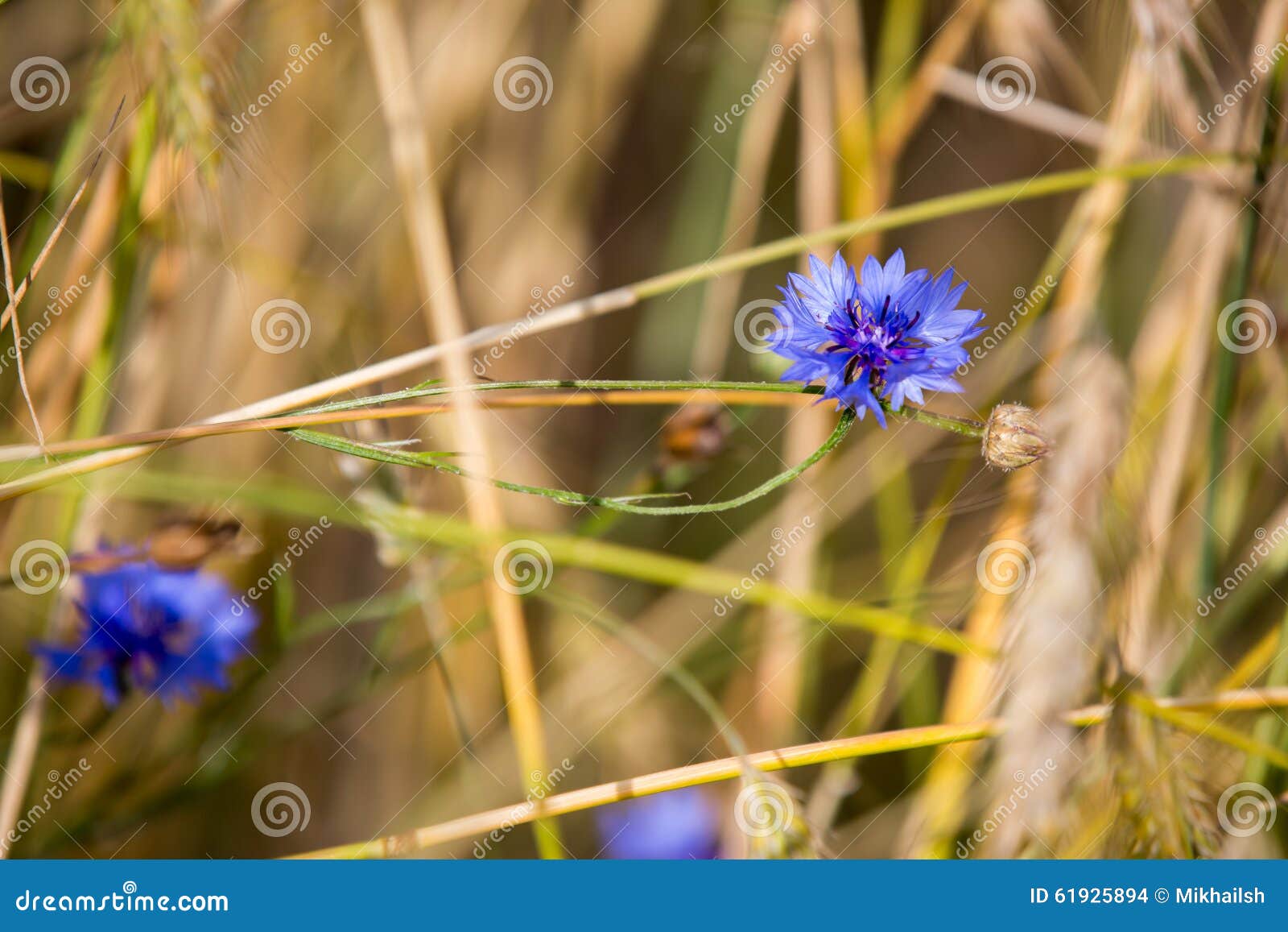 Cornflowers in the Field Environment Stock Photo - Image of landscape ...