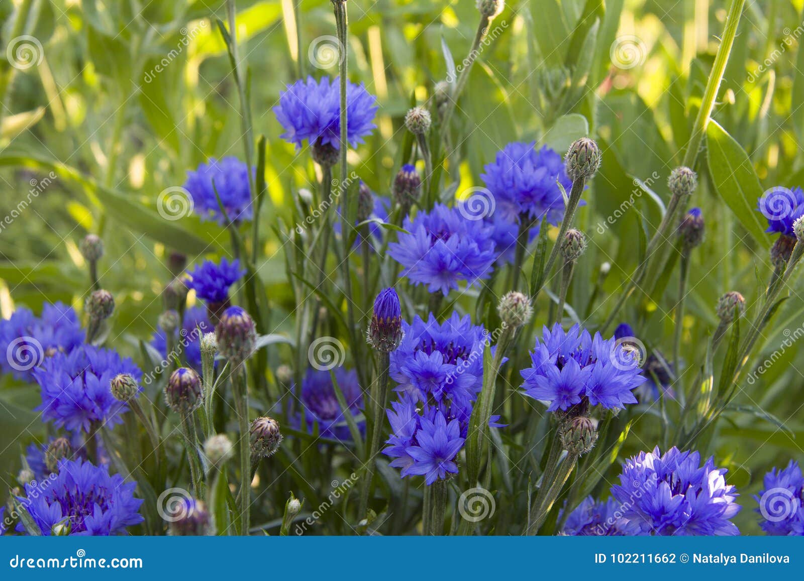 Cornflowers for garden stock photo. Image of summer - 102211662