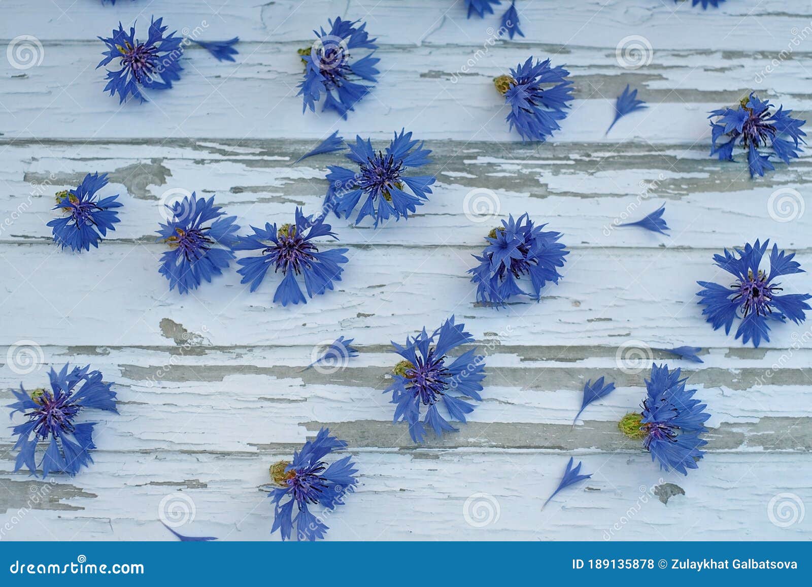 Cornflowers Seamless Pattern Cornflower Blue Print.Wallpaper,postcard ...