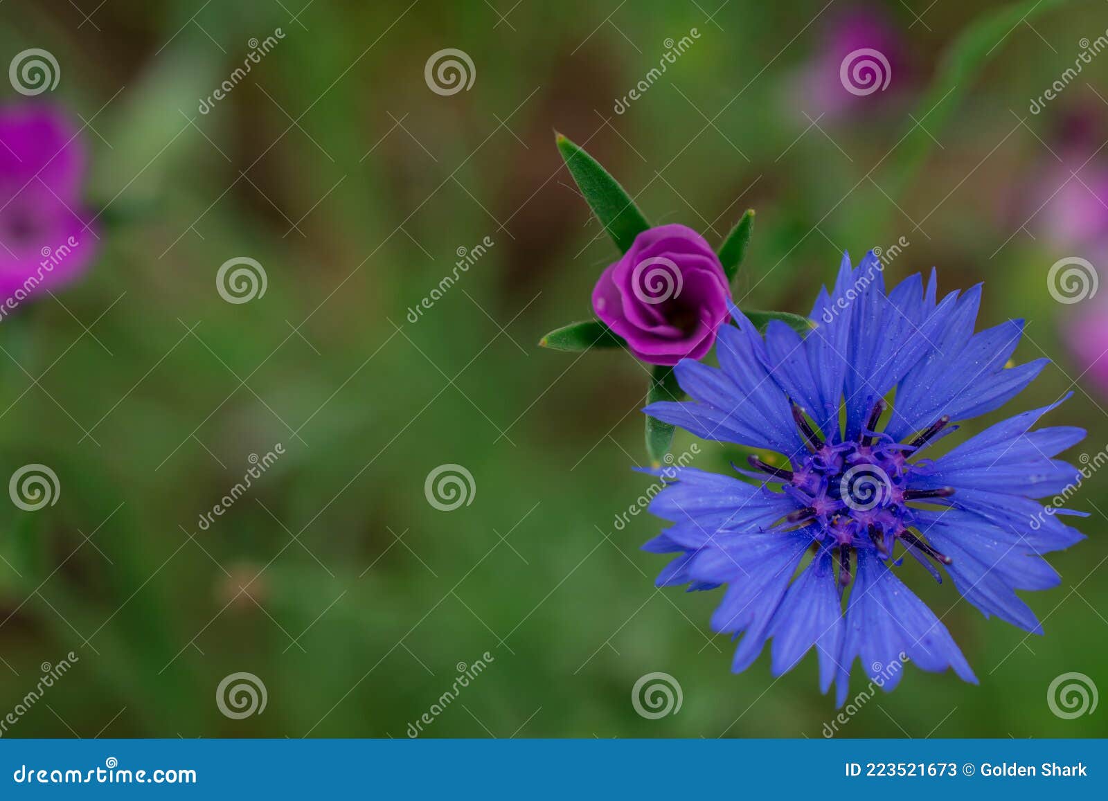 Cornflowers. Wild Blue Flowers Blooming Stock Image - Image of ...