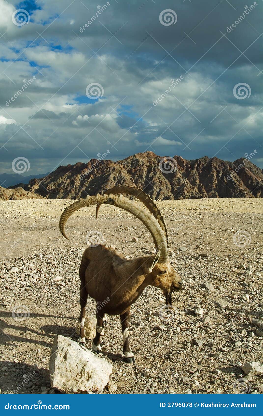 Corni lunghi della capra fotografia stock. Immagine di mobile - 2796078