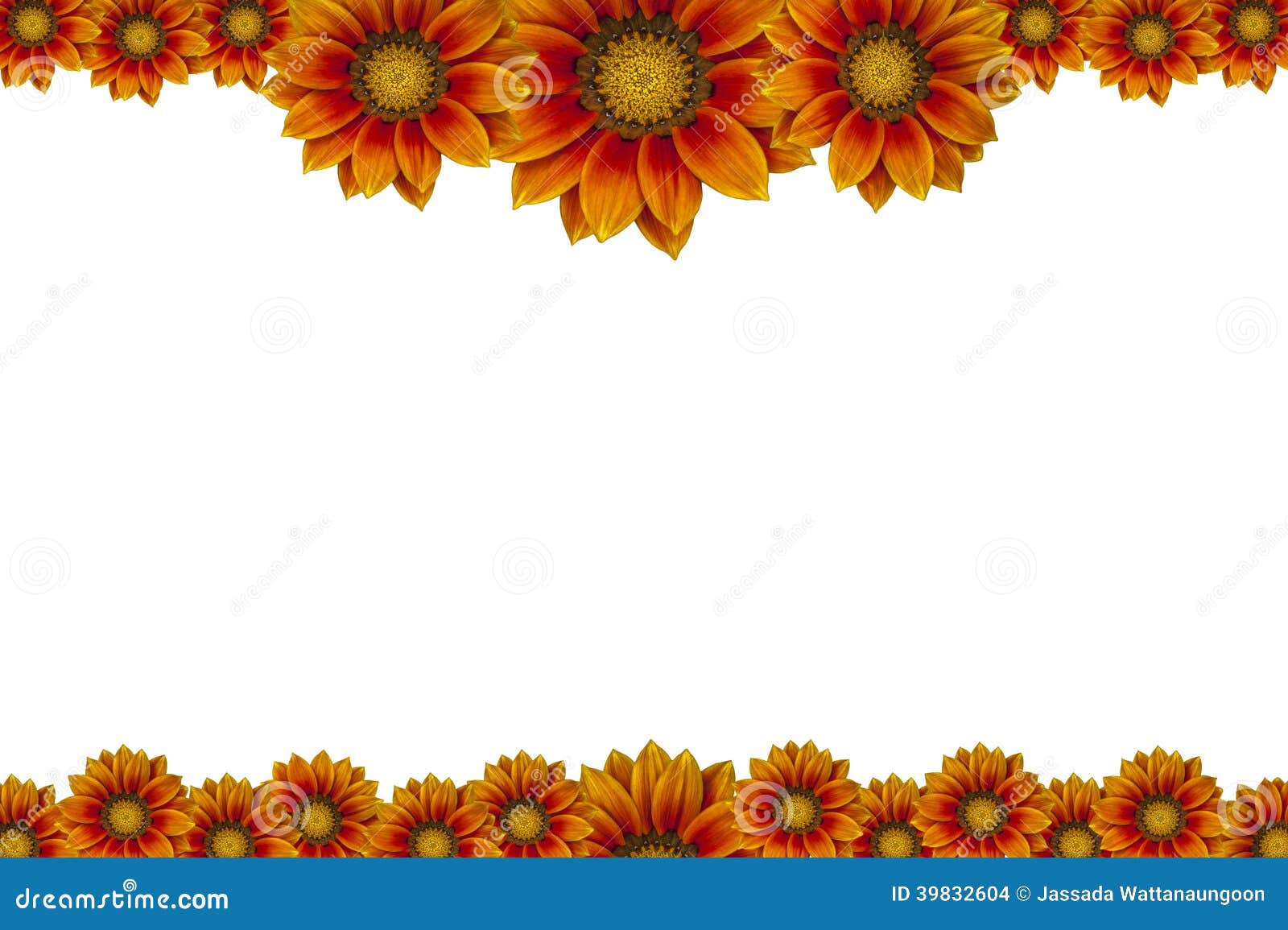 Cornice Del Fiore Isolata Su Fondo Bianco Fotografia Stock - Immagine ...