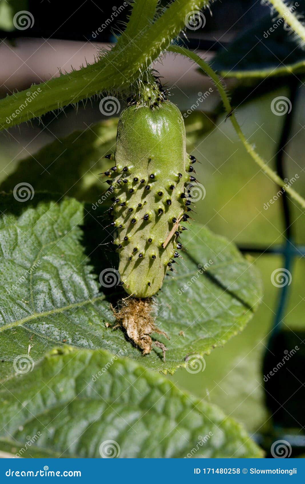 CORNICHON stock photo. Image of france, europe, plant - 171480258