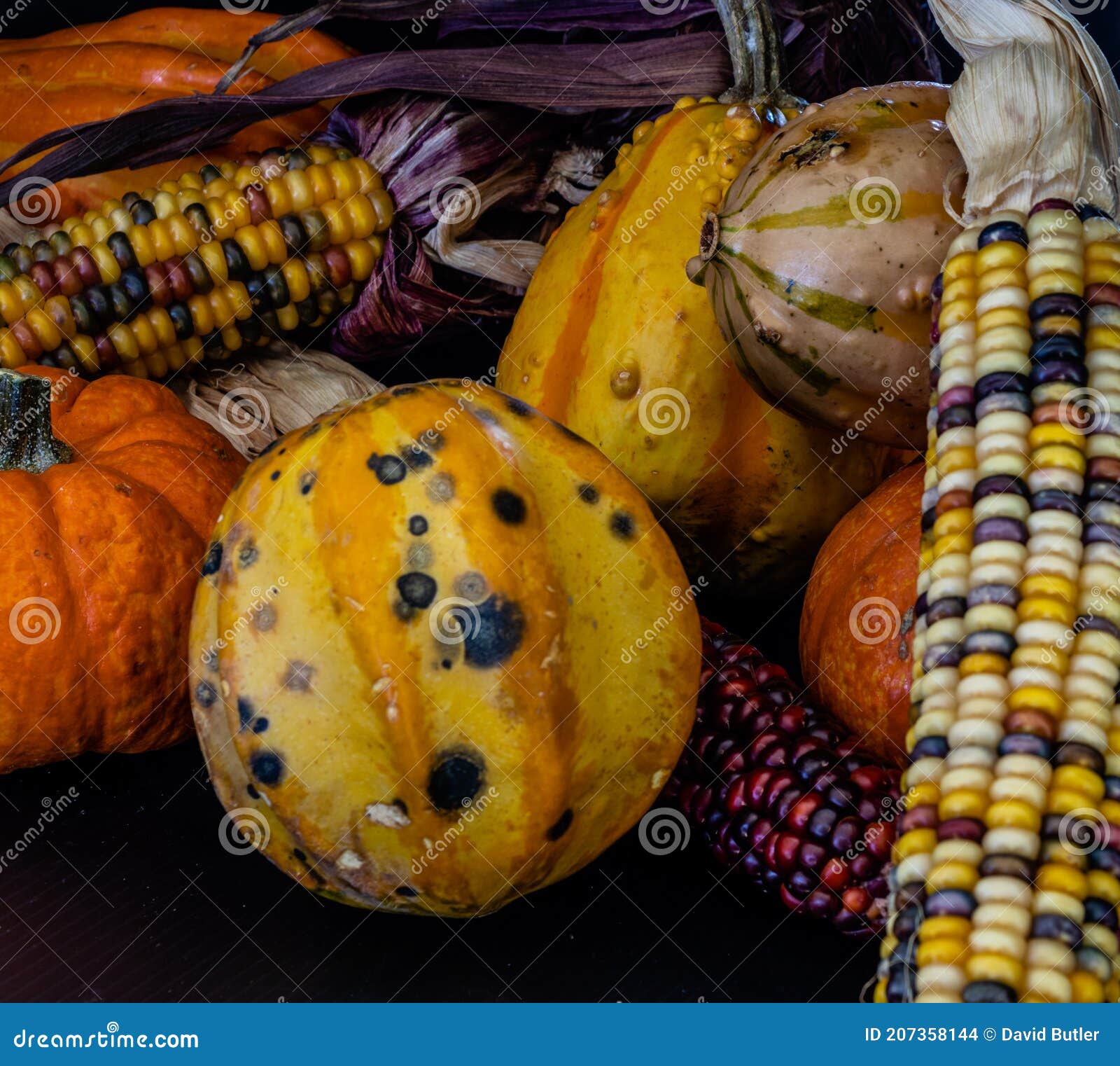 Cornicopia of Fall Veg on a Black Background. Calgary Alberta Canada ...