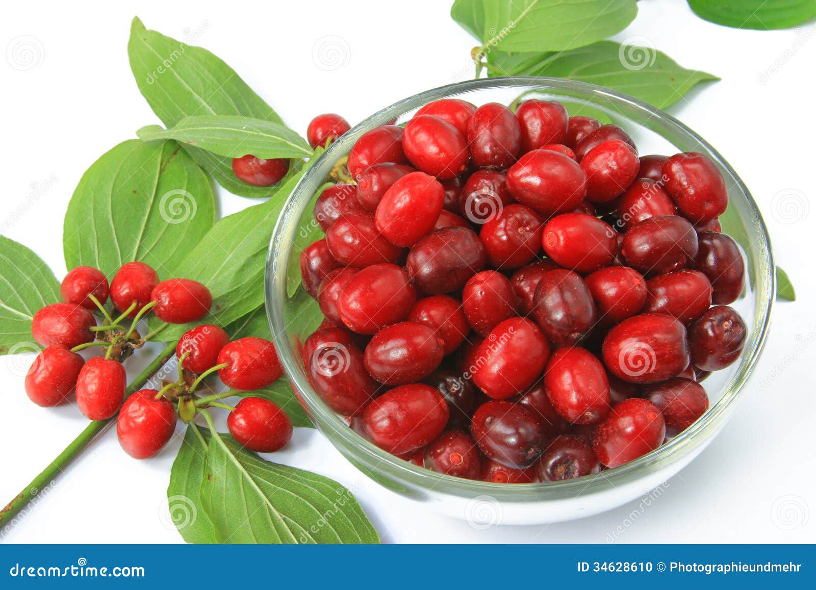 Cornioli (mas Della Cornina) Fotografia Stock - Immagine di fioritura ...