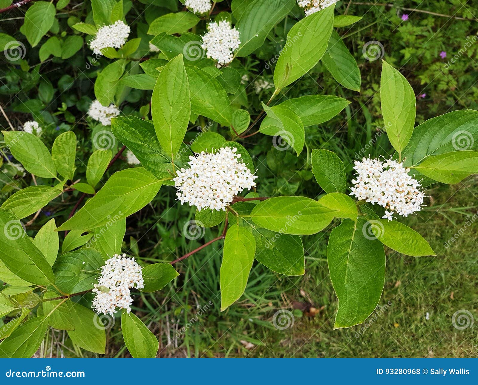 Corniolo Di Fioritura, Sanguinea Della Cornina Fotografia Stock ...