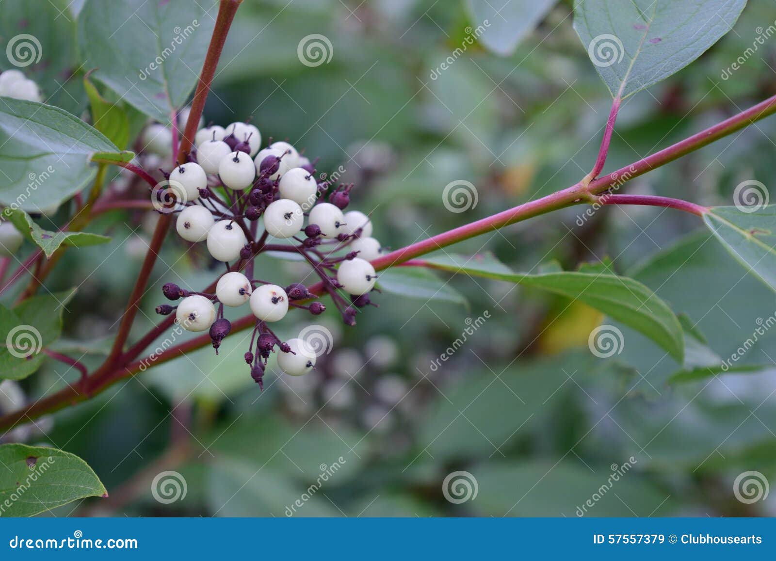 Corniolo Di Vimine Rosso (sericea Della Cornina (stolonifera)) Bacche ...