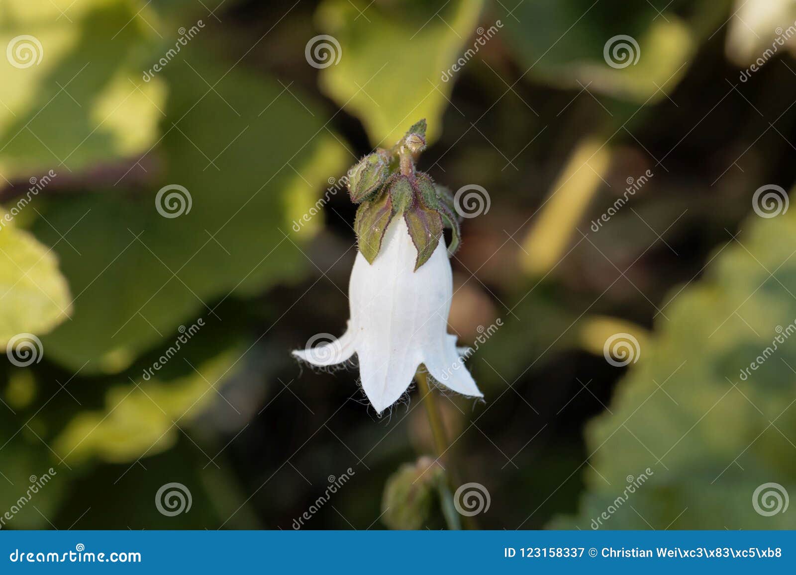Cornish Bellflower Campanula Alliariifolia Stock Image - Image of ...
