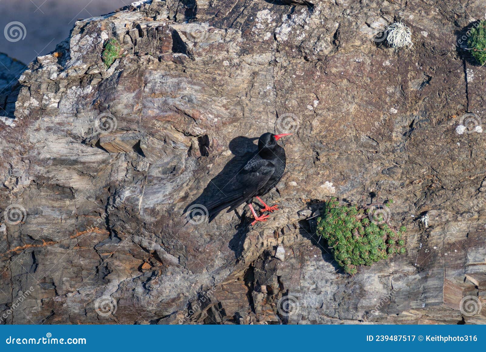 Cornish Chough on the Cliff Side Stock Image - Image of coastal, bird ...