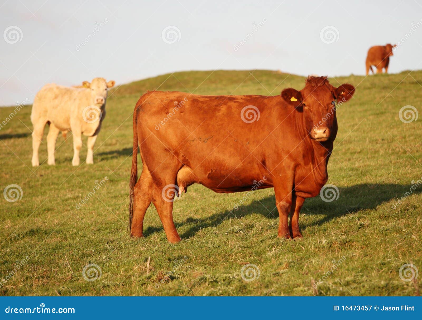Cornish Cow stock image. Image of grass, dairy, cream - 16473457