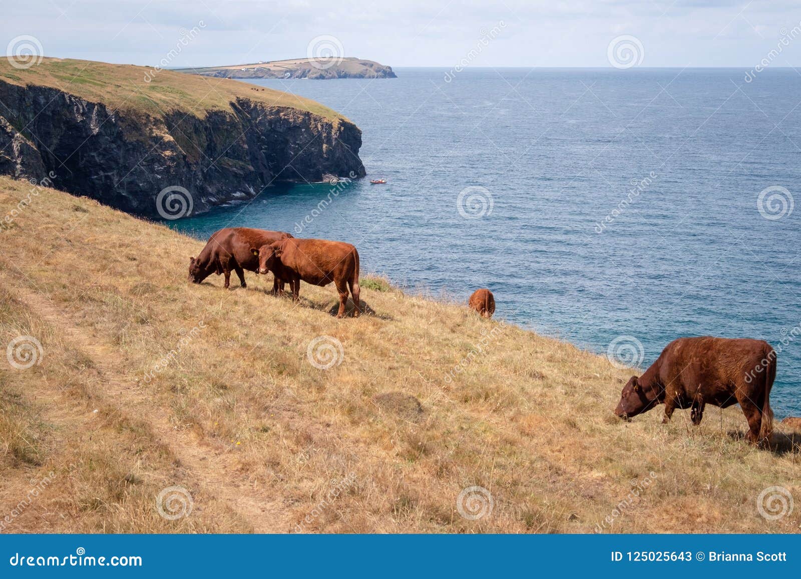 Cornish cows stock image. Image of kingdom, scenic, coastal - 125025643