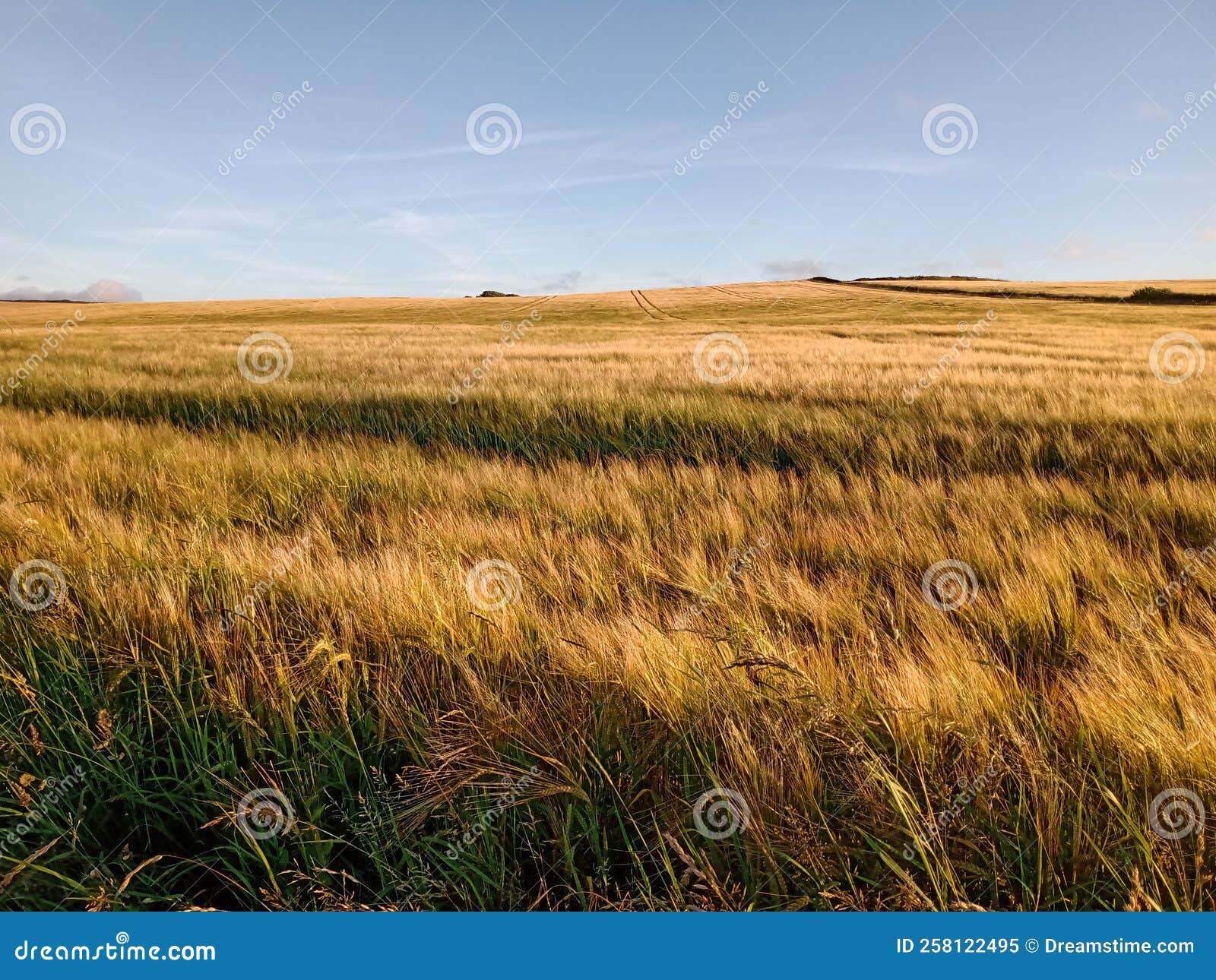 Cornish Fields in the Sunshine Stock Image - Image of cornish, sunset ...