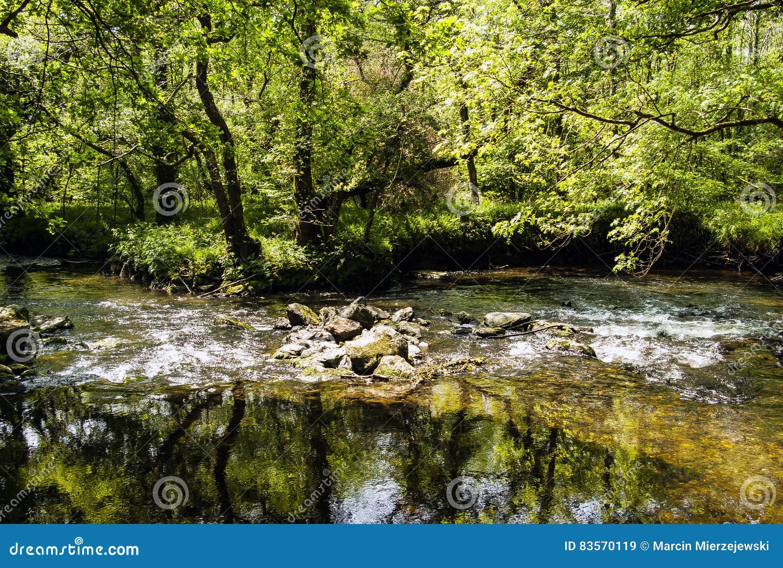 Cornish forest stock image. Image of stream, scenery - 83570119