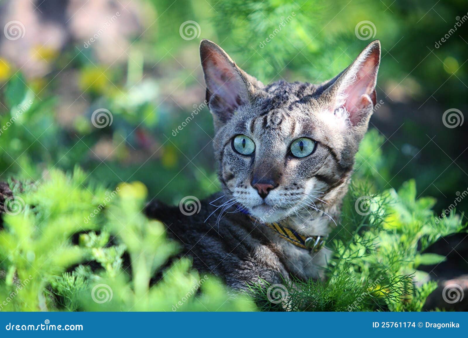 Cornish grå rex för katt arkivfoto. Bild av natur, växt - 25761174