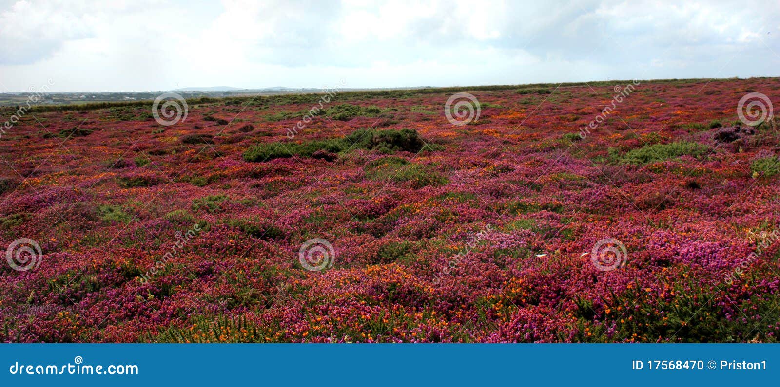 Cornish Heather stock photo. Image of colour, coast, meadow - 17568470