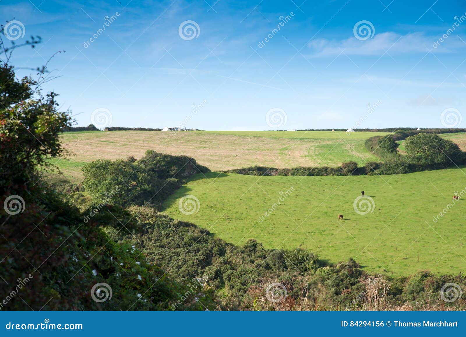 Cornish Landscape stock photo. Image of scenic, cattle - 84294156