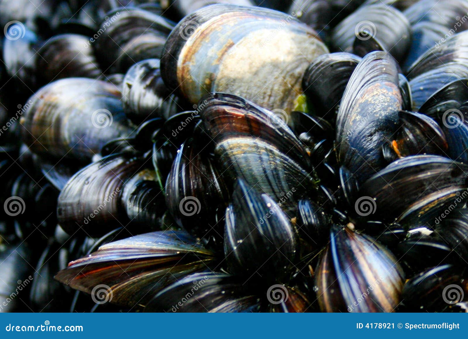 Cornish mussels stock image. Image of cornish, zone, tideline - 4178921